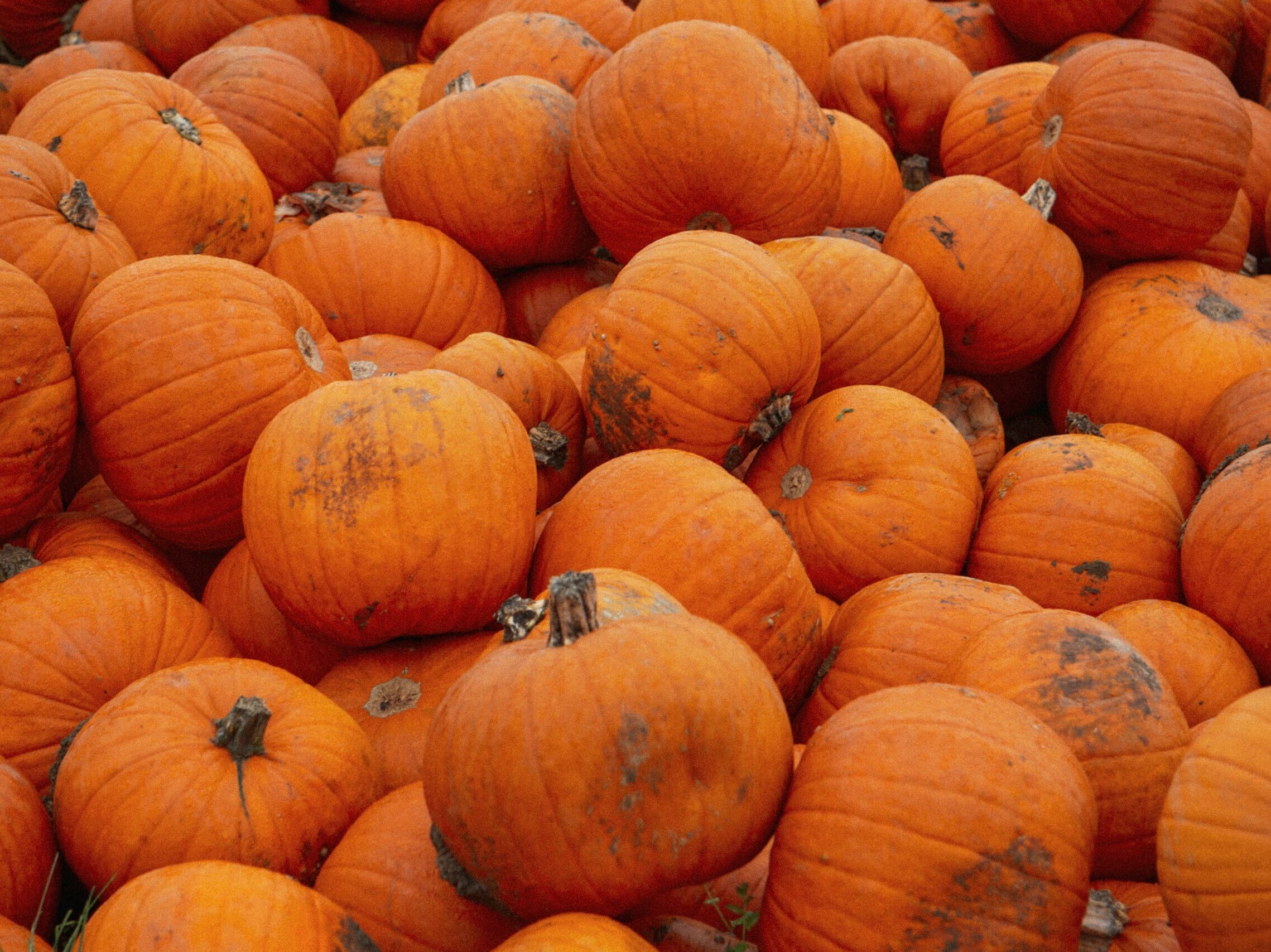 Corn mazes, pumpkins, and ghosts! Oh, my! A fall activities round-up ...